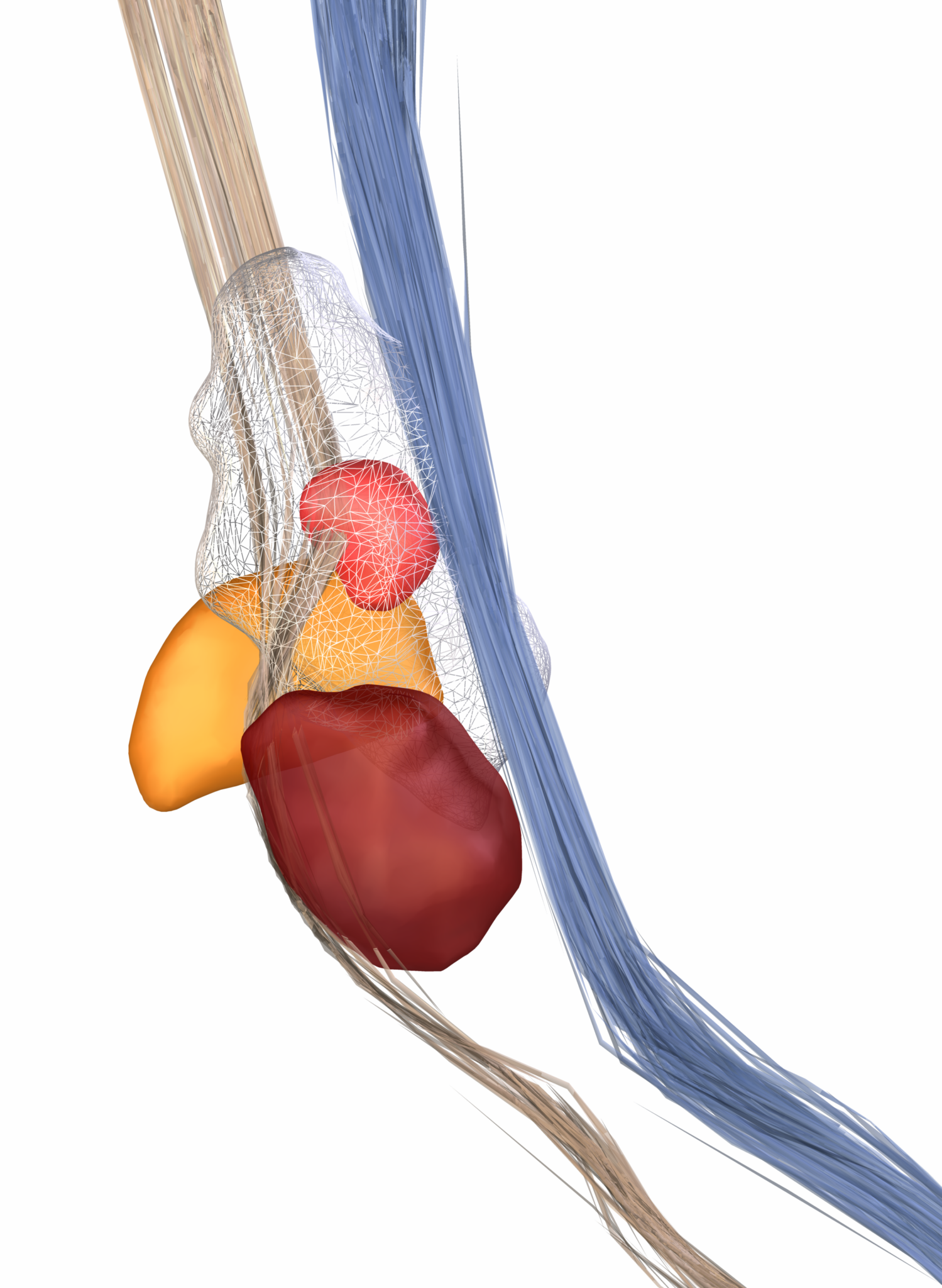 Subcortical Atlases (MNI-Space) – Lead-DBS