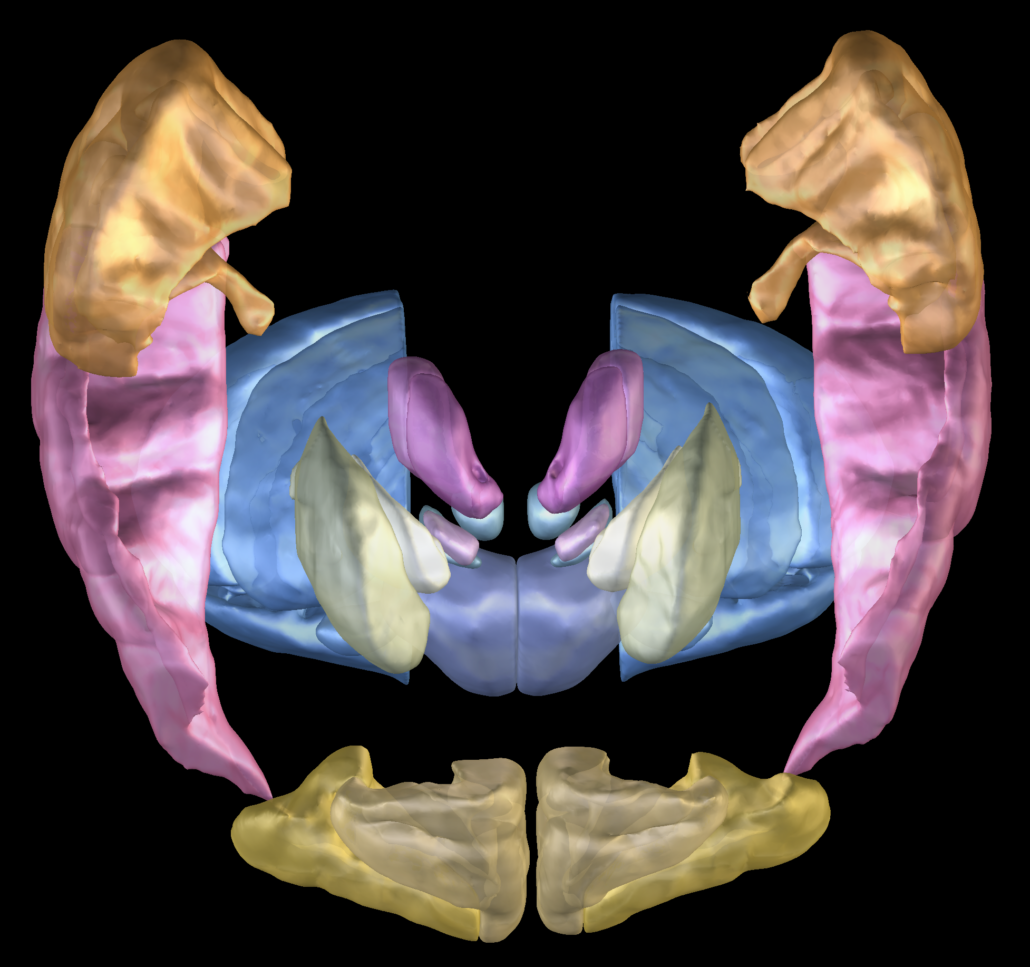 Subcortical Atlases (MNI-Space) – Lead-DBS