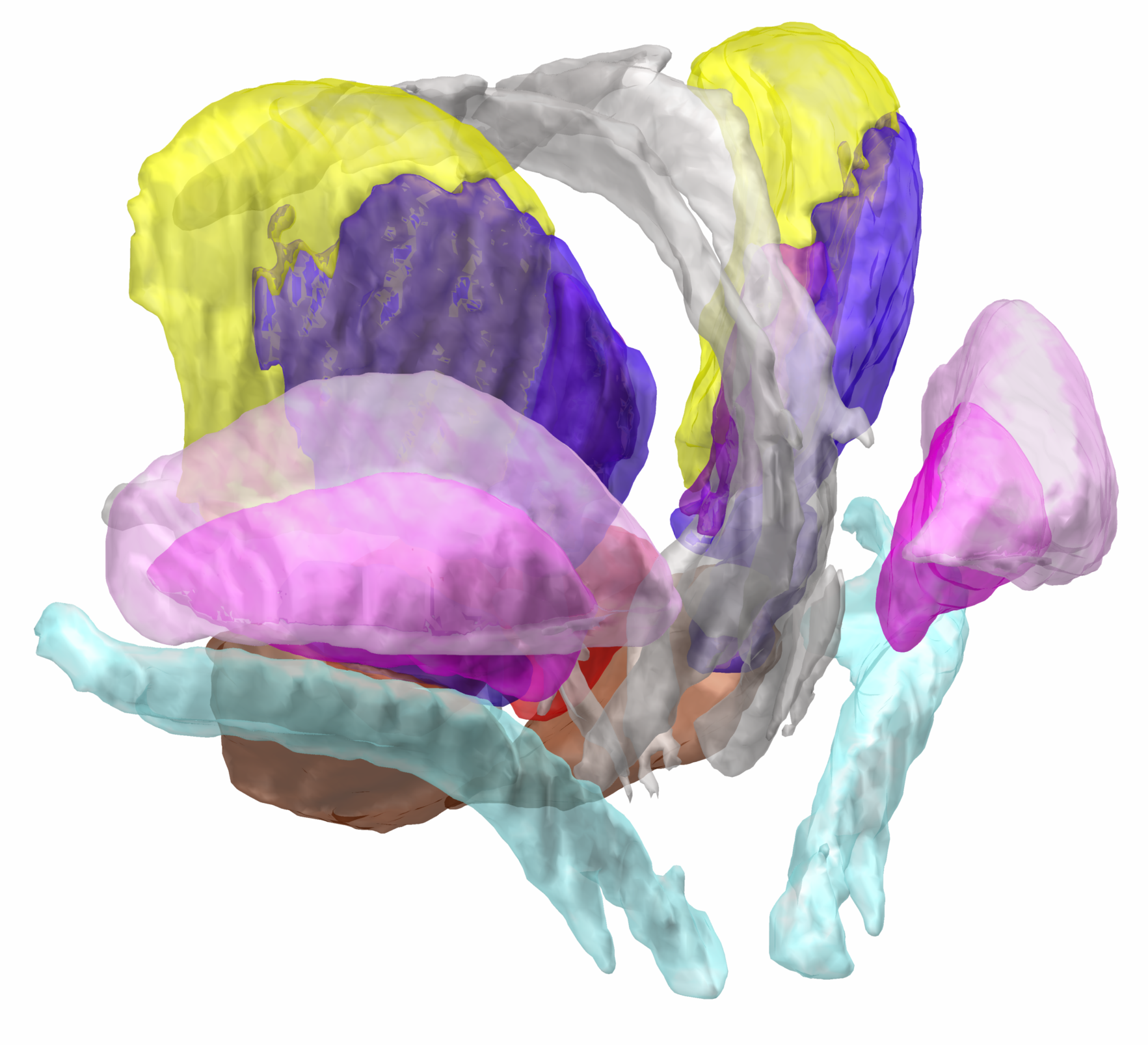 Subcortical Atlases (MNI-Space) – Lead-DBS