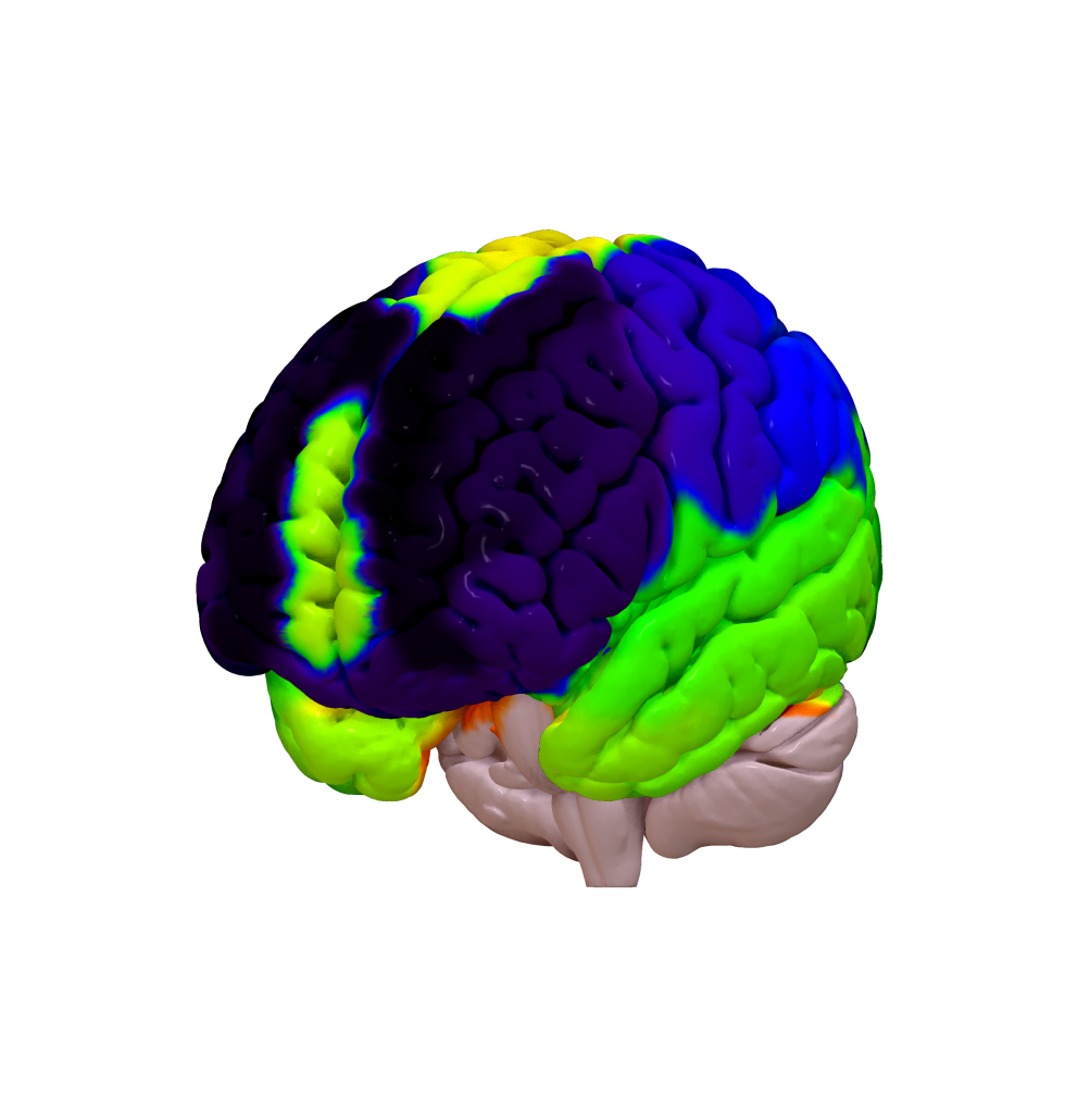 Cortical Atlas Parcellations (MNI-Space) – Lead-DBS