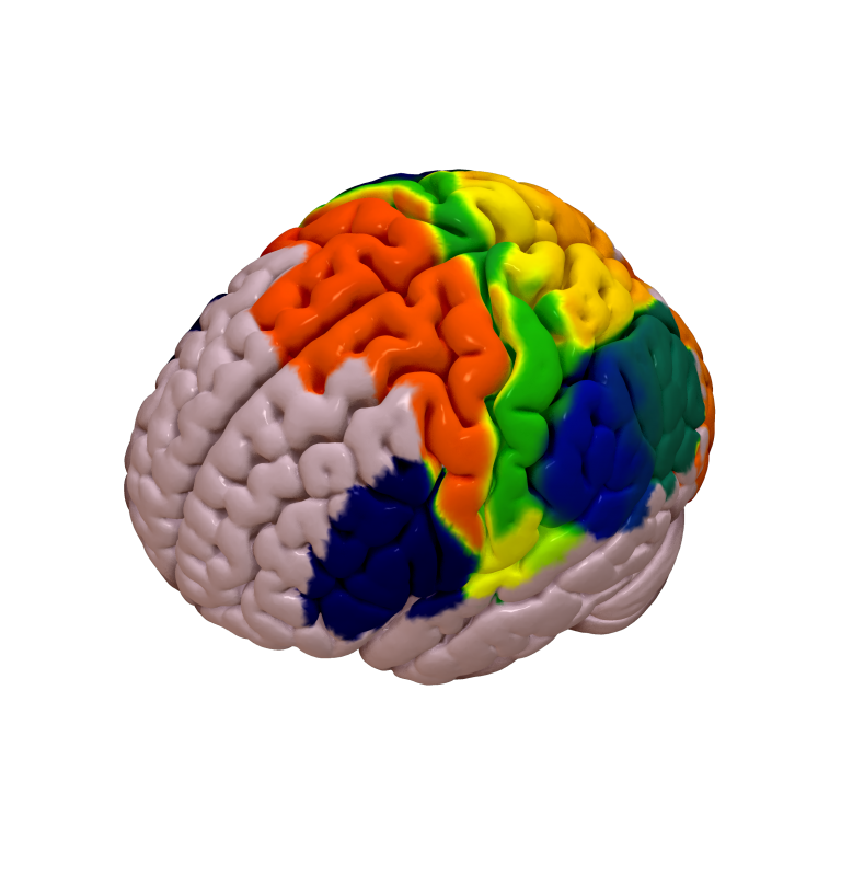 Cortical Atlas Parcellations (MNI-Space) – Lead-DBS