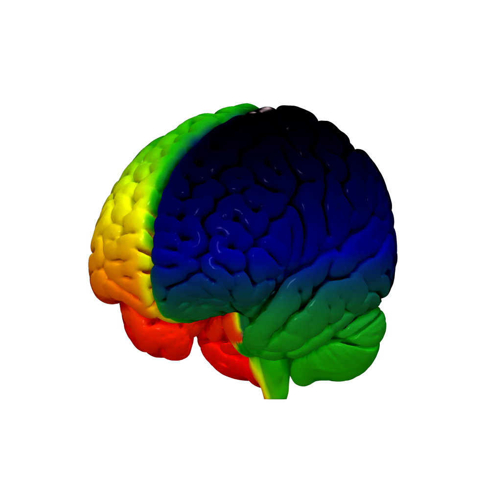 Cortical Atlas Parcellations (MNI-Space) – Lead-DBS